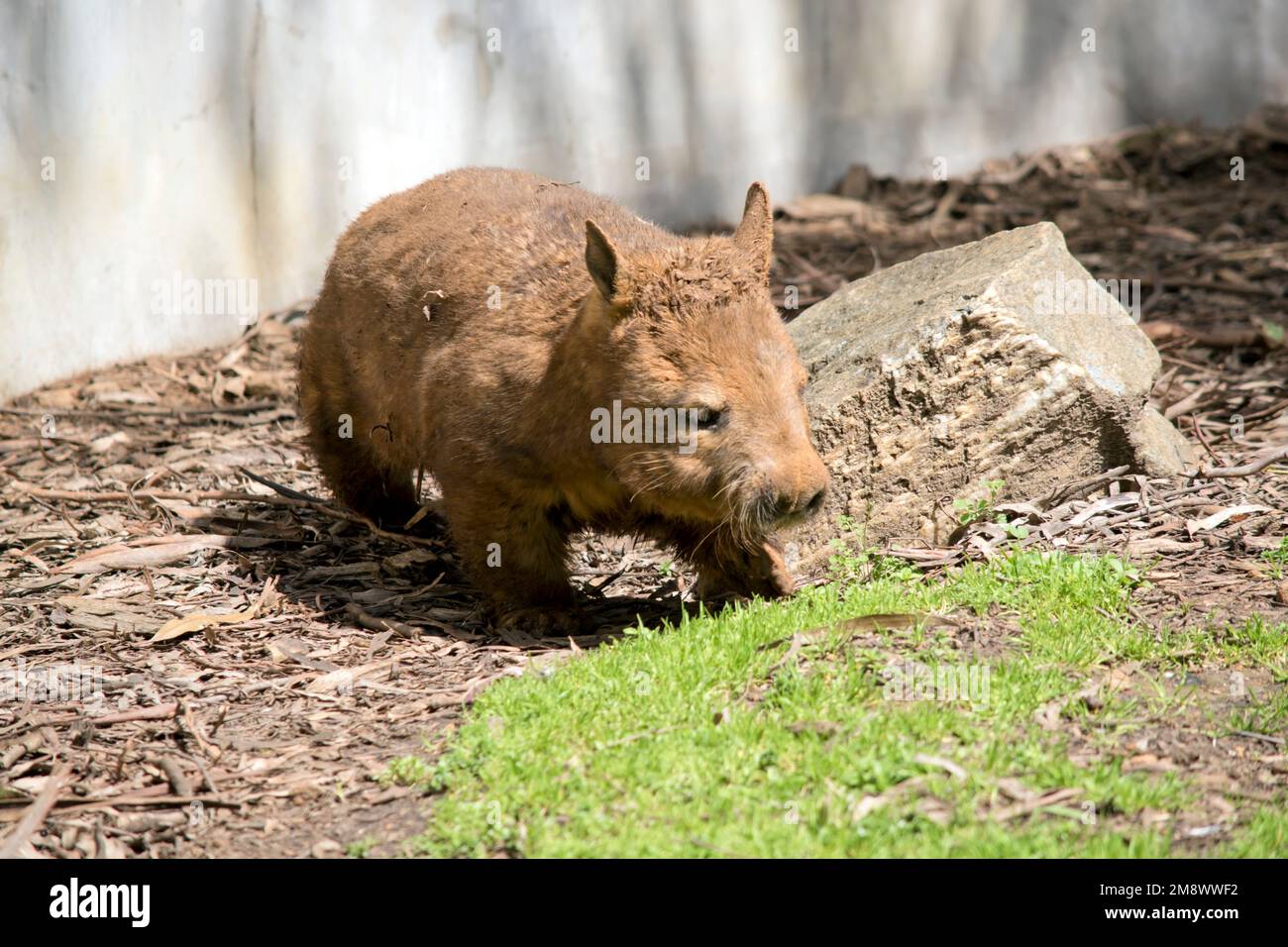 the hairy nosed wombat is climbing up a hill Stock Photo - Alamy
