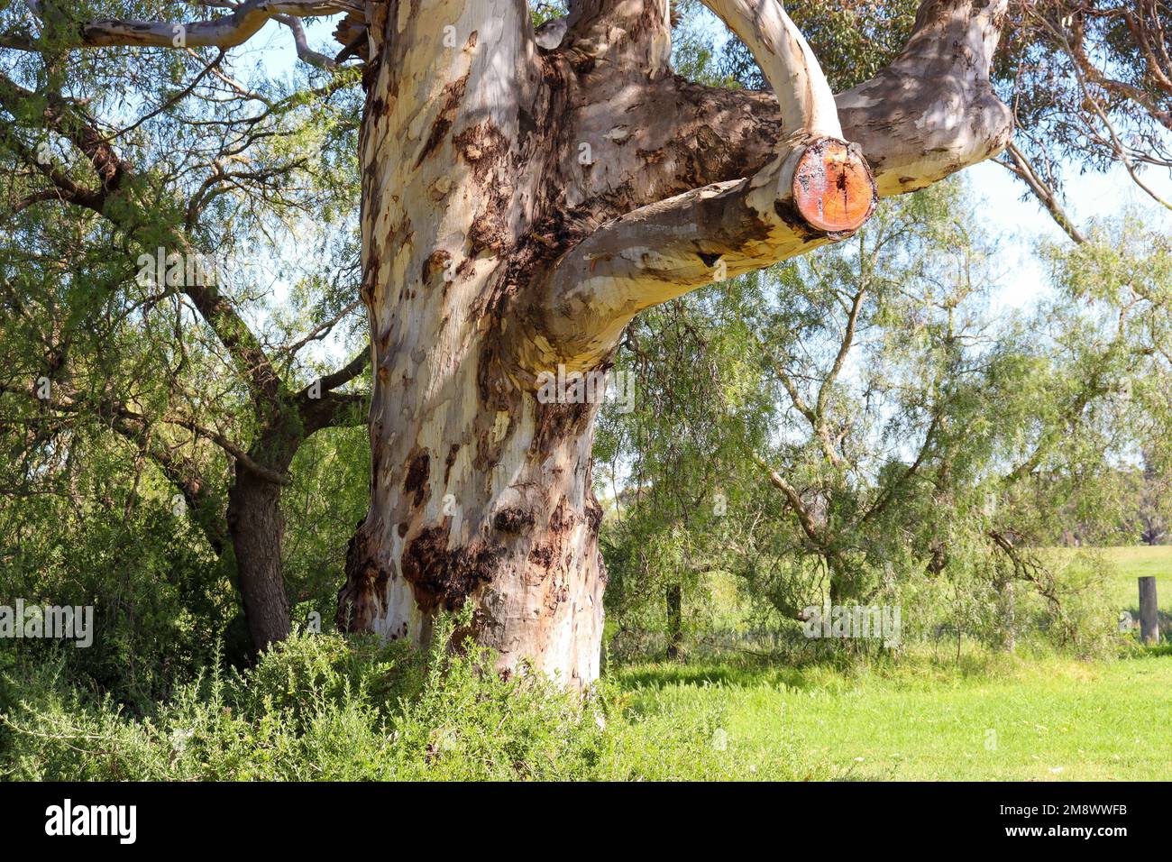 A tall southern blue gum tree in a green, sunny landscape Stock Photo ...