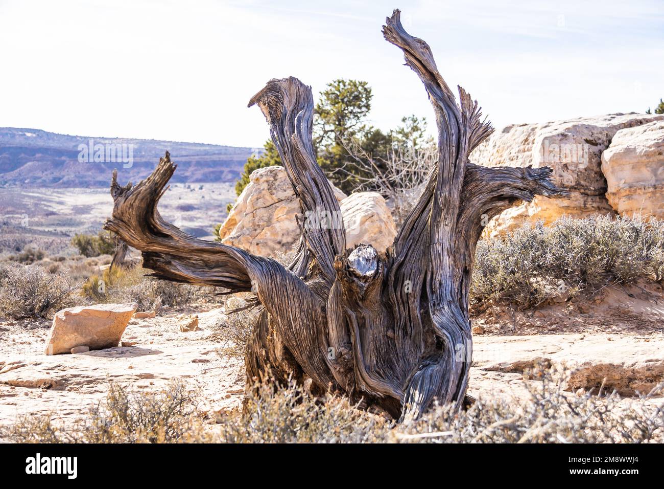 The remains of a very dry dead tree in the desert against rock ...