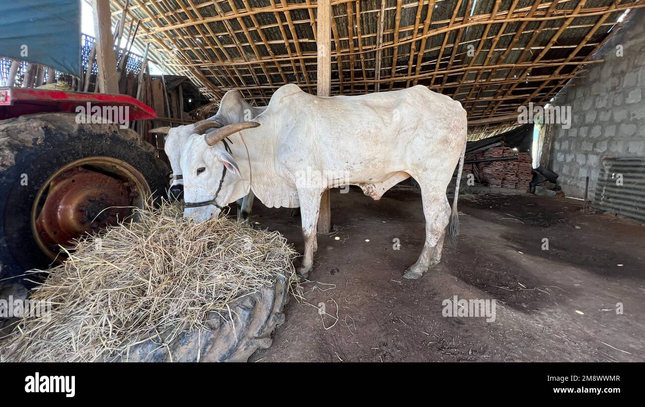 a white ox eating in a barn Stock Photo - Alamy