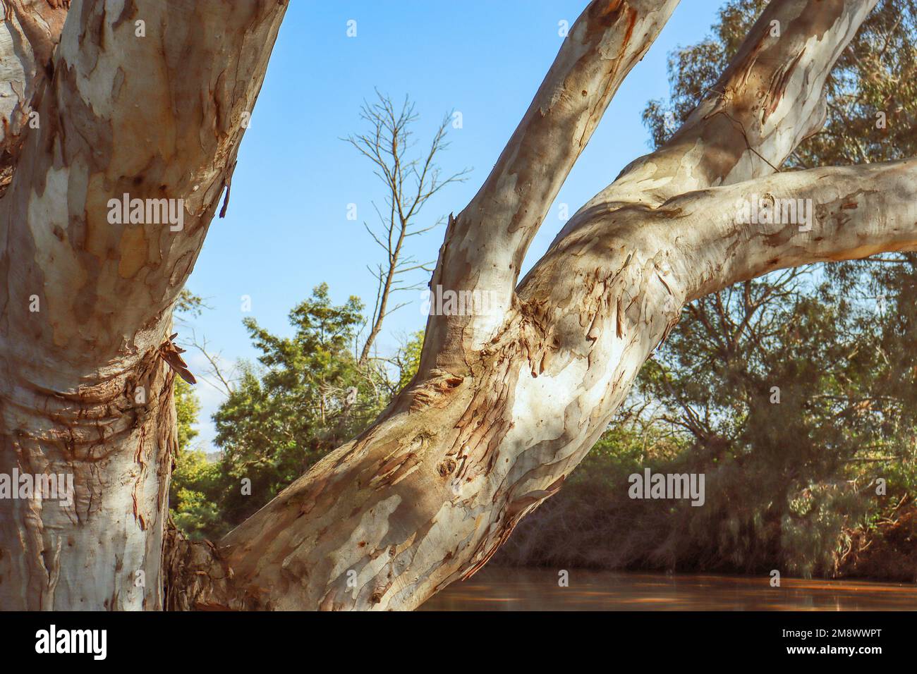 A close up of a southern blue gum tree with branches overhanging a ...