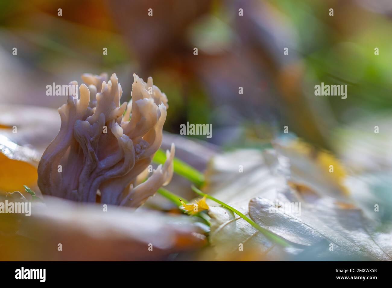 A closeup of the Ramaria pallida Fungus with autumn leaves on a ground ...