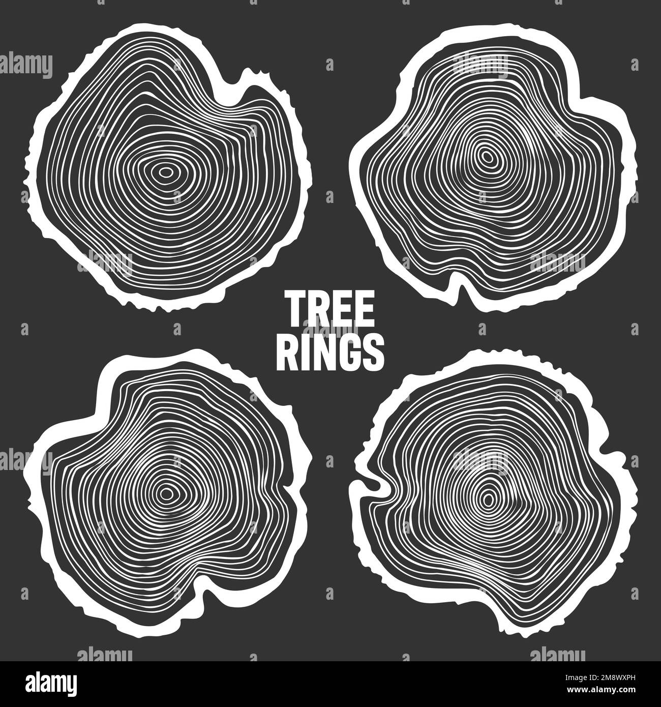 White round tree trunk cuts, sawn pine or oak slices, lumber. Saw cut ...