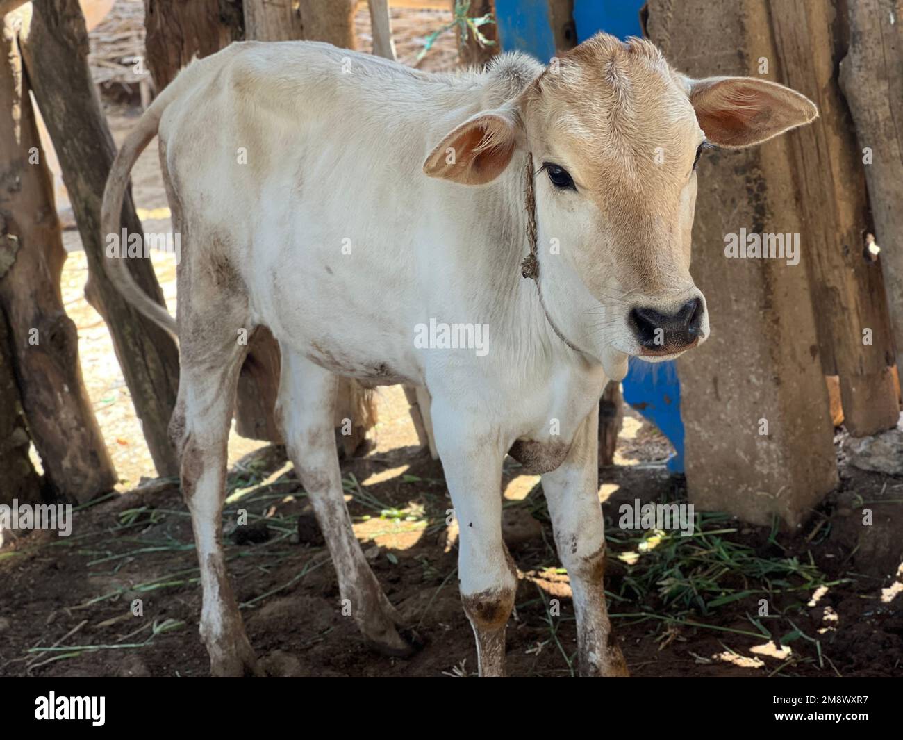 a calf in a dairy farm Stock Photo - Alamy