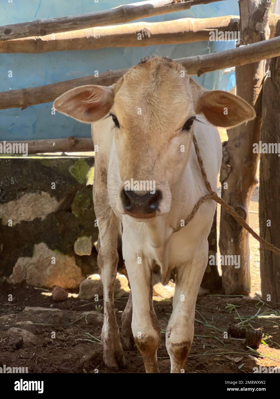 a calf in a dairy farm Stock Photo - Alamy