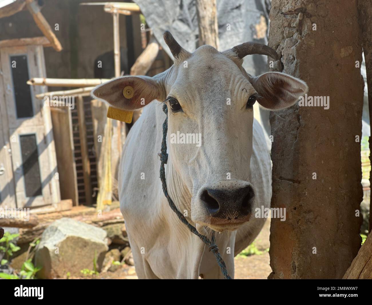 Roped cattle hi-res stock photography and images - Alamy