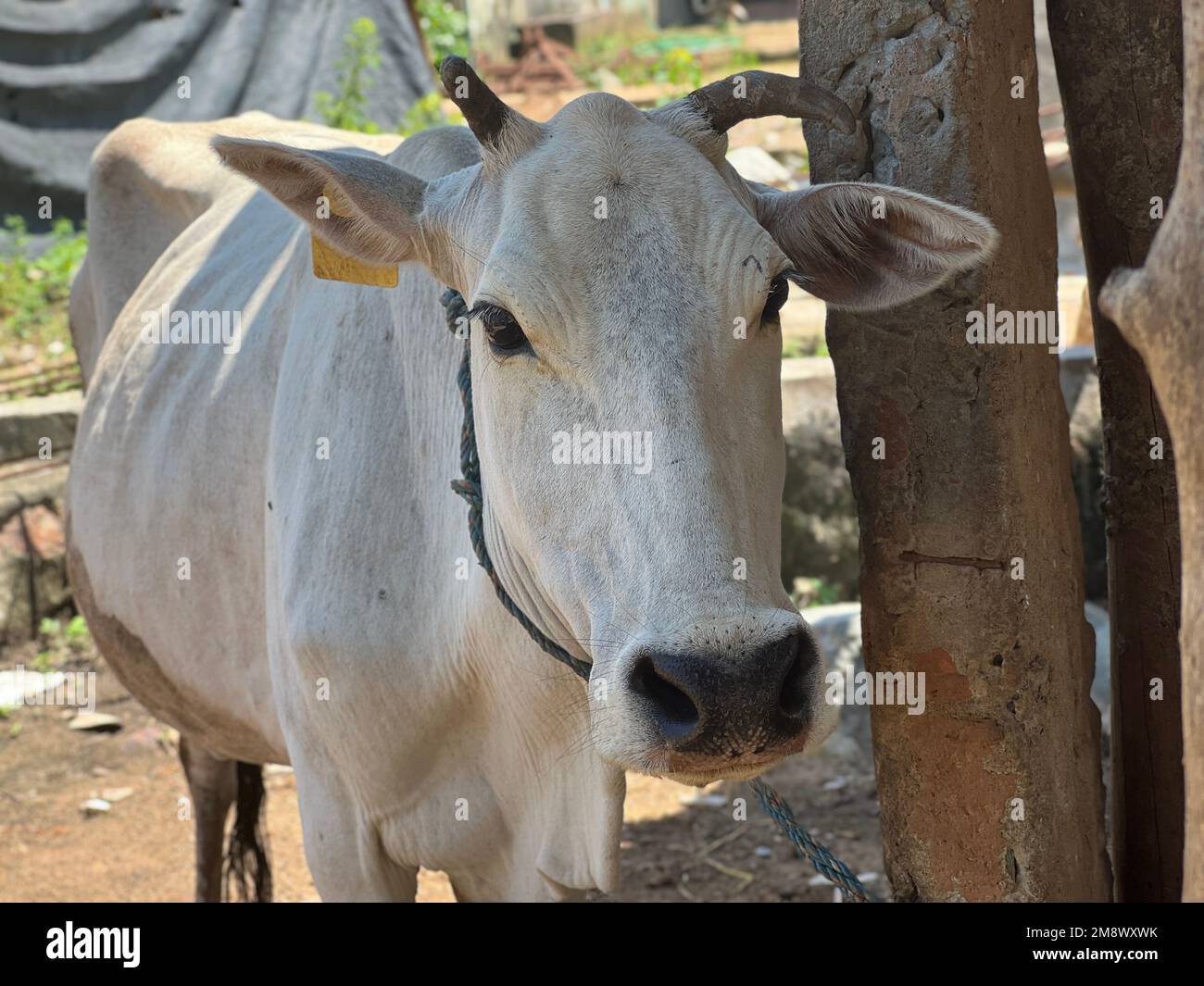 Roped cattle hi-res stock photography and images - Alamy