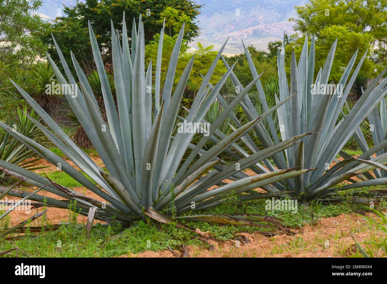 Cultures of Maguey plants for the production of mezcal , Oaxaca Mexico ...