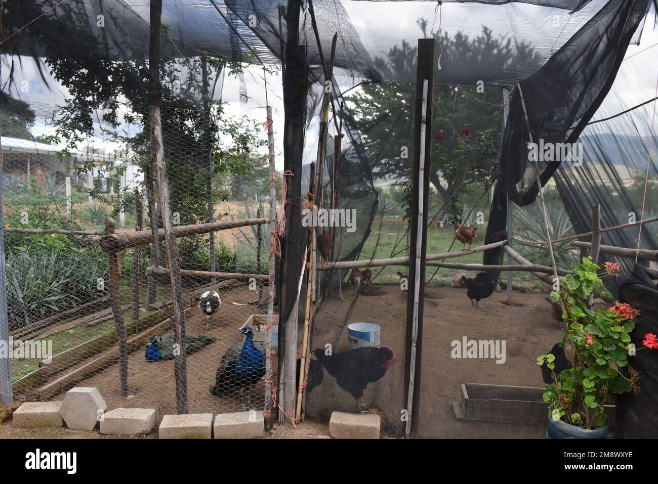 Chicken used as a natural 'pesticide' in the nursery greenhouse of a ...