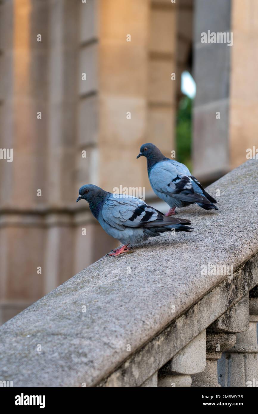 A view of beautiful pigeons sitting on the edge of a balcony Stock ...