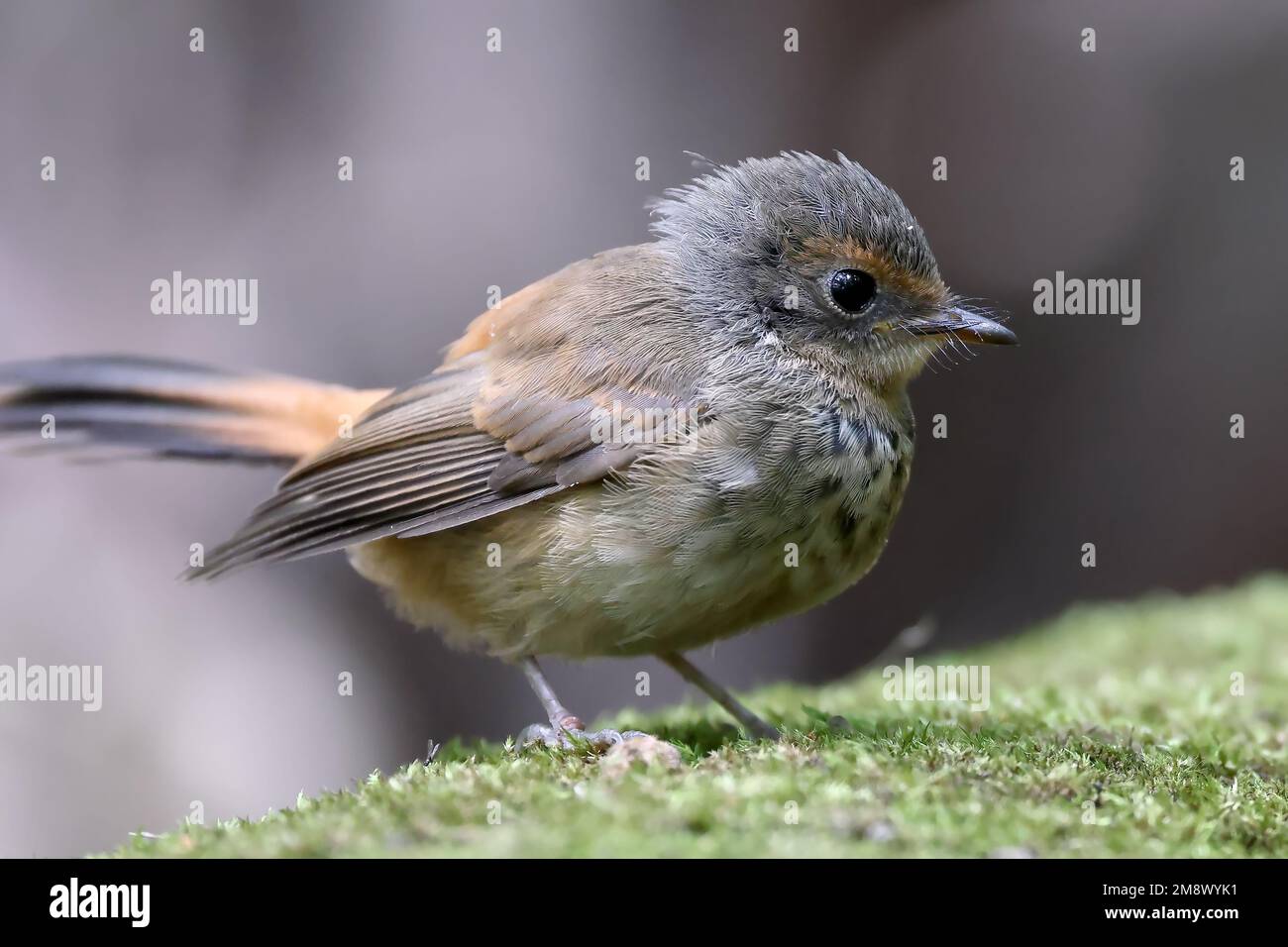 Australian fantail hi-res stock photography and images - Alamy