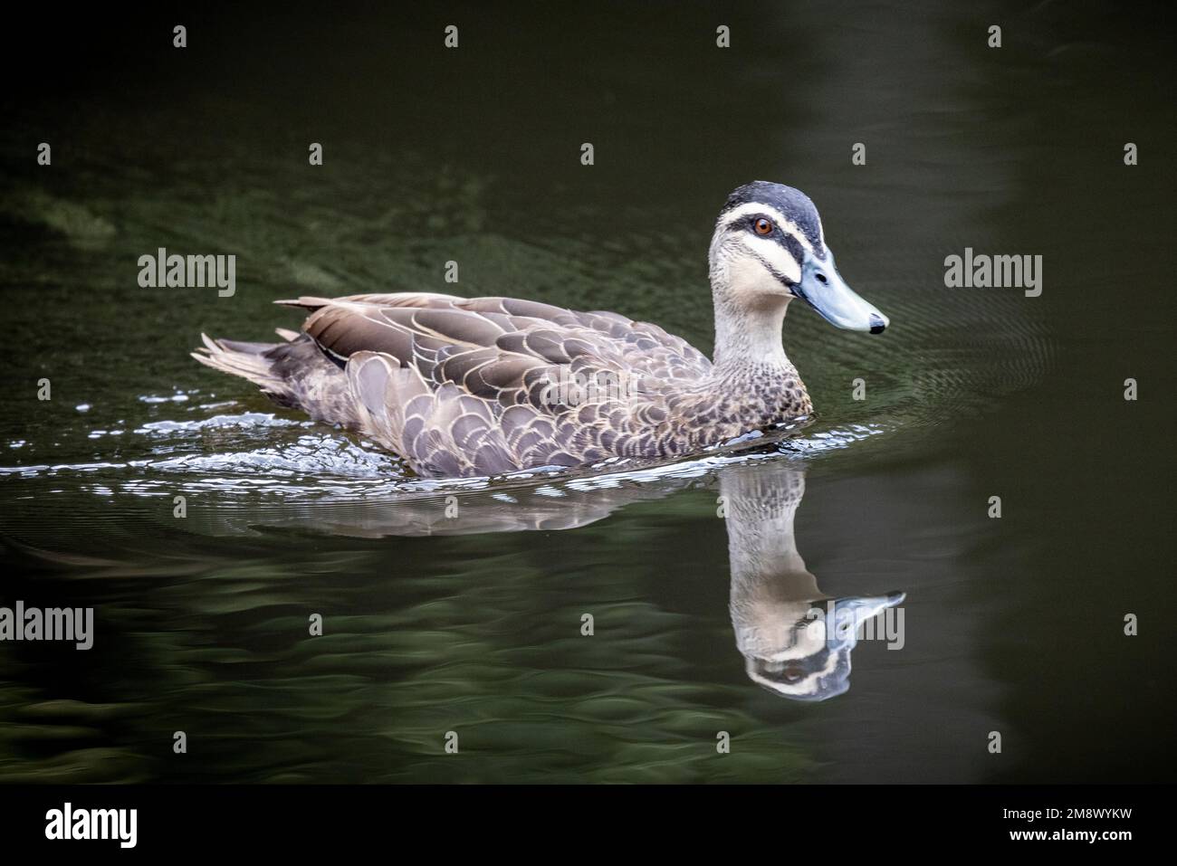 Australian Pacific Black Duck with reflection on water Stock Photo - Alamy