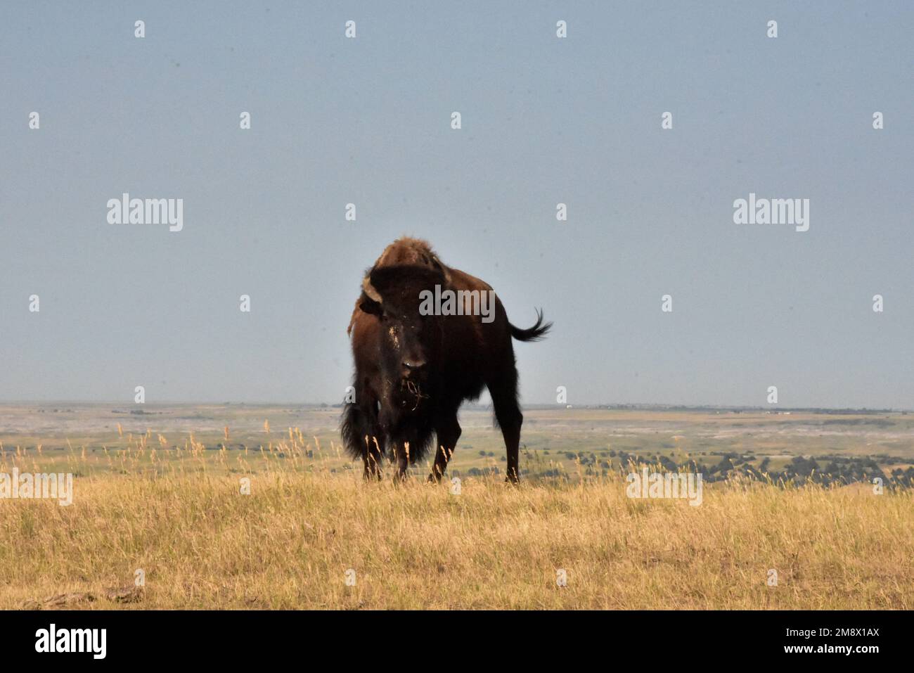 Amazing American buffalo swishing his tail in the heat of the summer ...