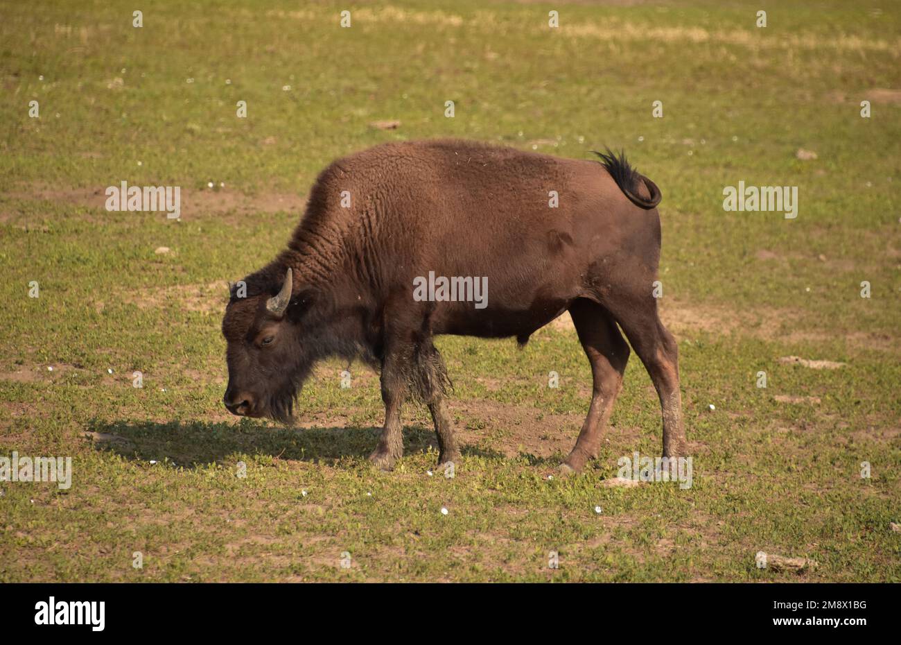 Young American bison swishing his tail at flies and in frustration Stock Photo - Alamy