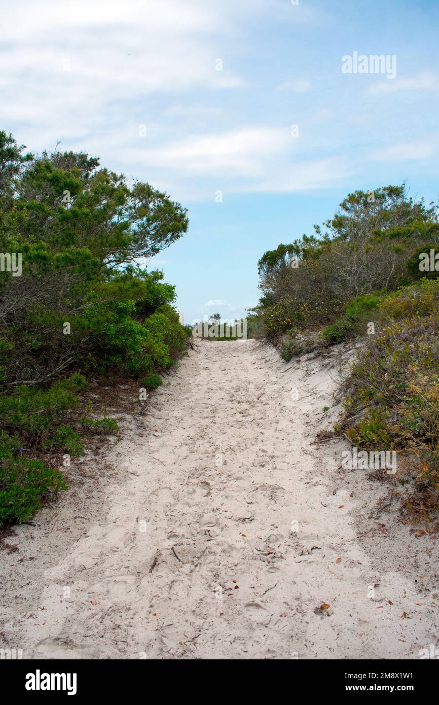 A wide sandy trail going up a sand dune. Trees are on both sides Stock ...