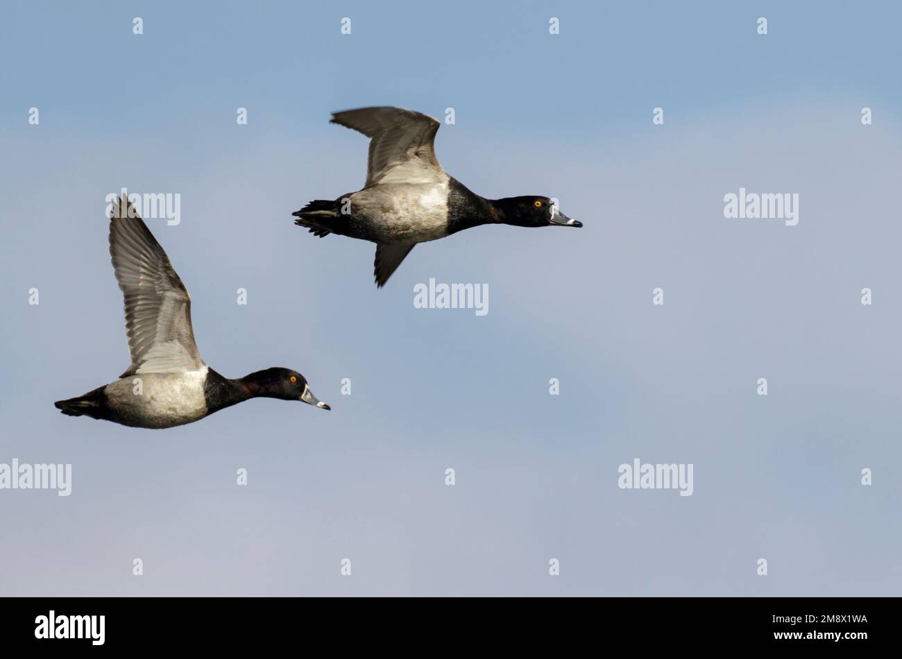 Ring-necked duck (Aythya collaris) drakes flying, Brazos Bend State ...
