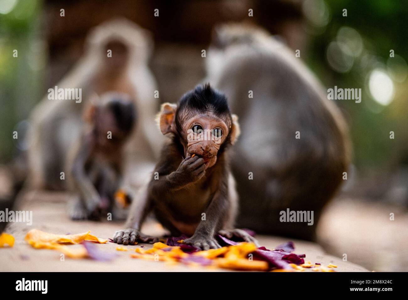 A shallow focus shot of a baby monkey eating food in a zoo with blur ...