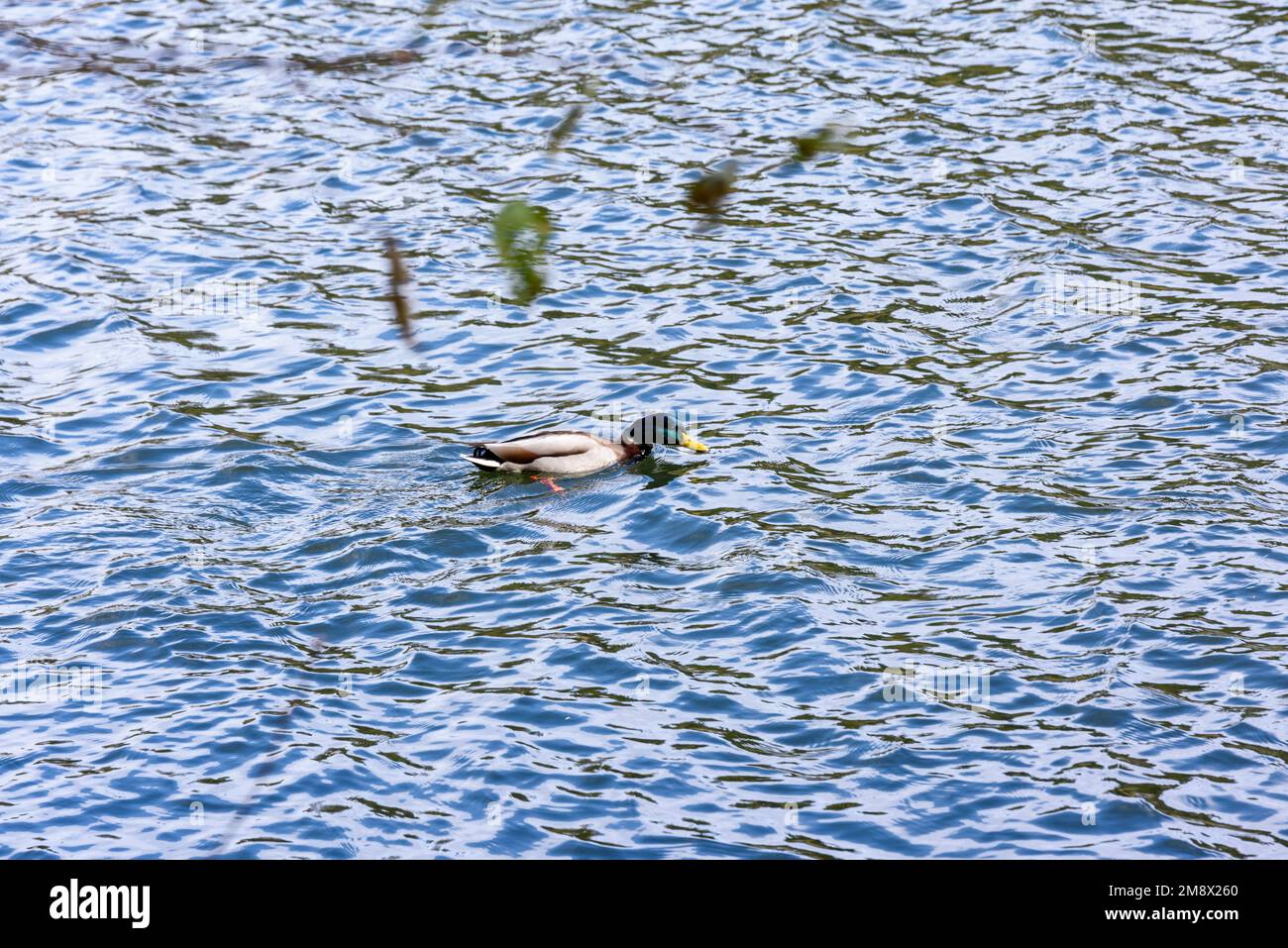 A drake mallard swimming in a tranquil blue lake water on a sunny day ...