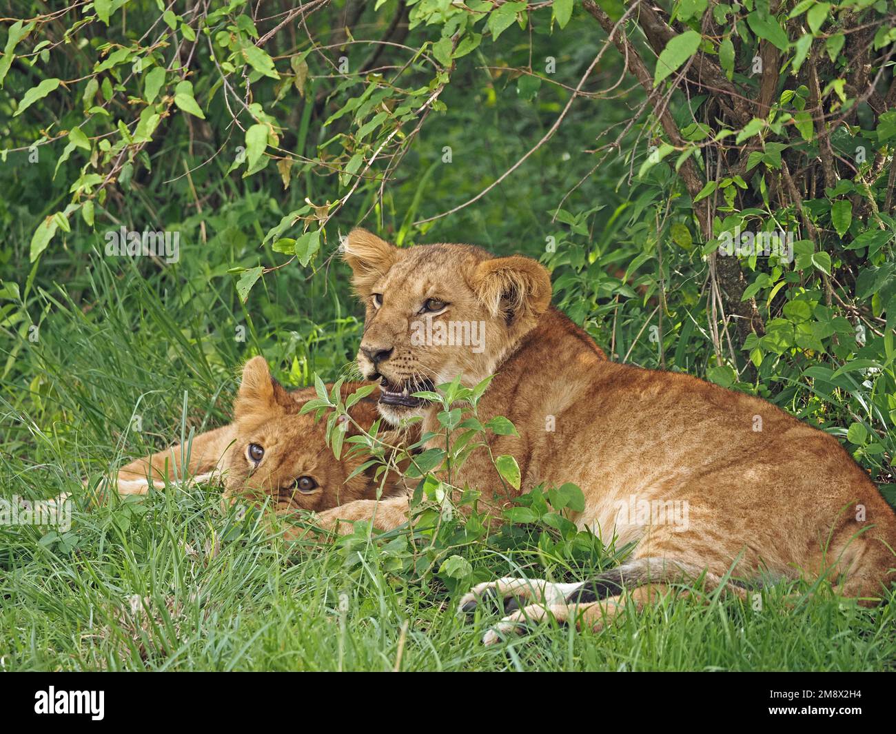 cute small Lion cubs (Panthera leo) in lush green grassland of Masai ...