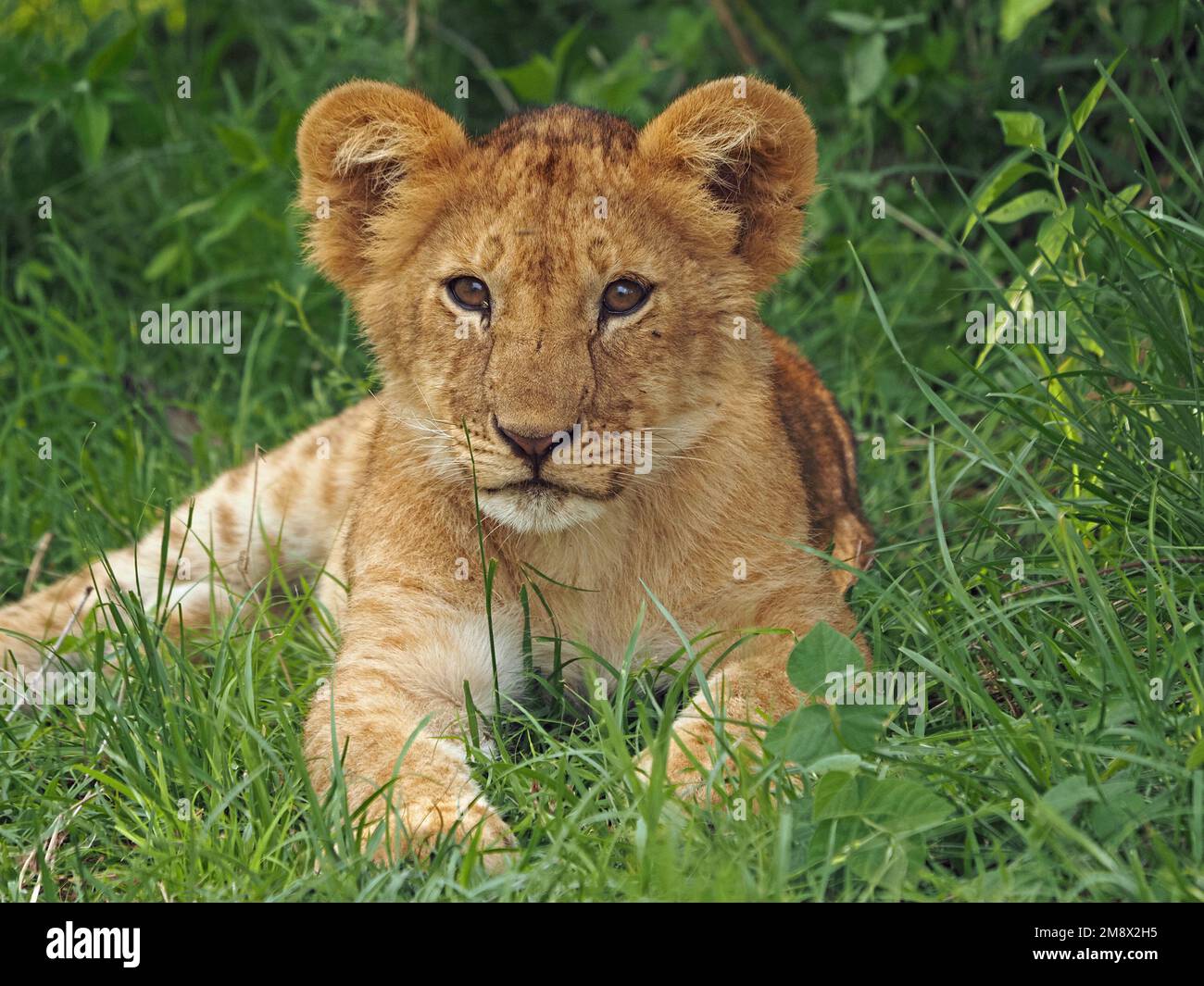 cute small Lion cub (Panthera leo) staring at camera in lush green ...
