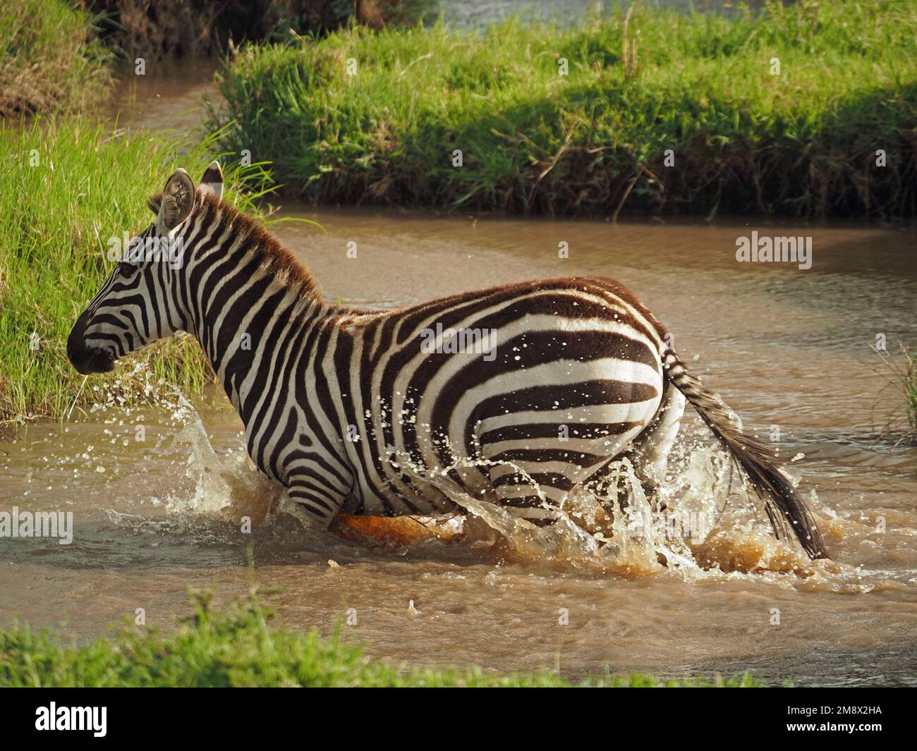Crocodile infested water hi-res stock photography and images - Alamy