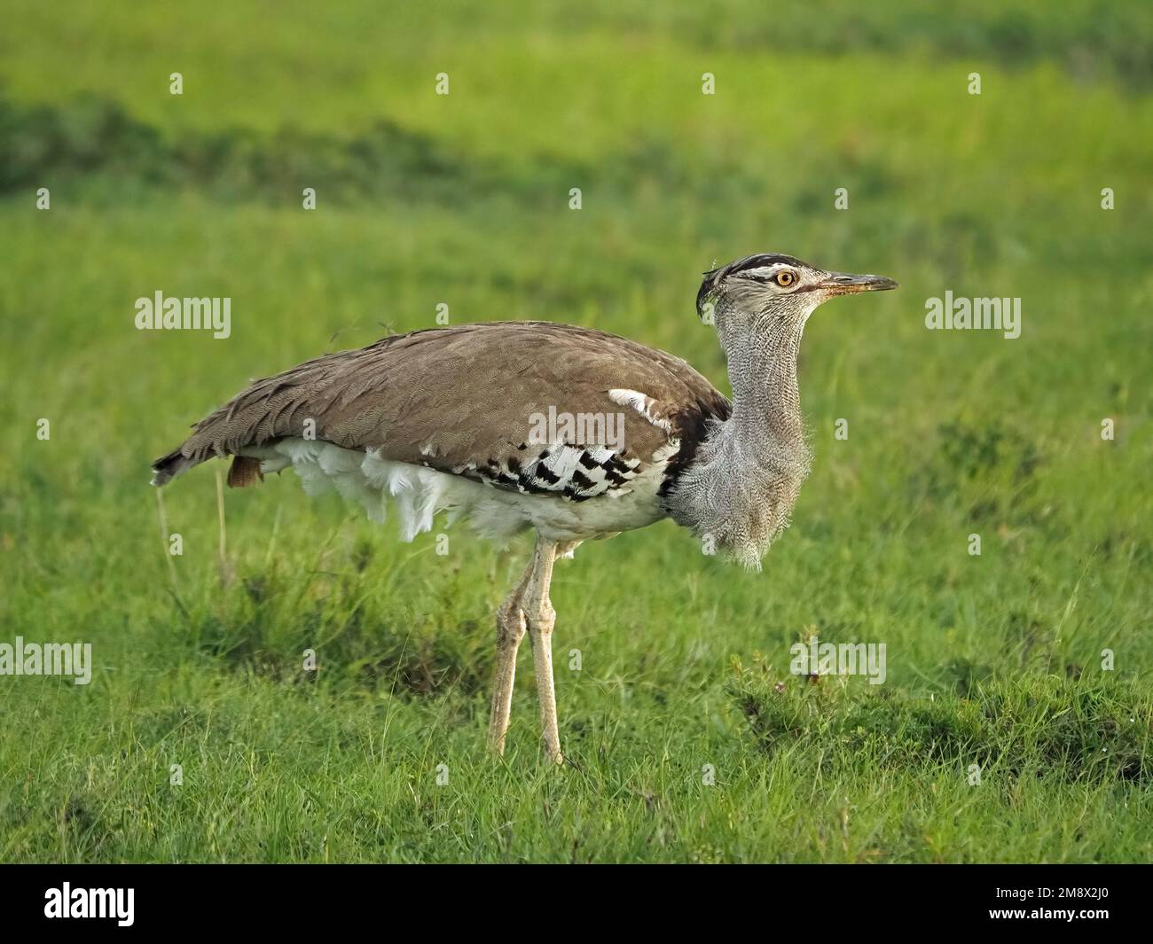 kori bustard (Ardeotis kori) Africa's heaviest flying bird stalking on ...