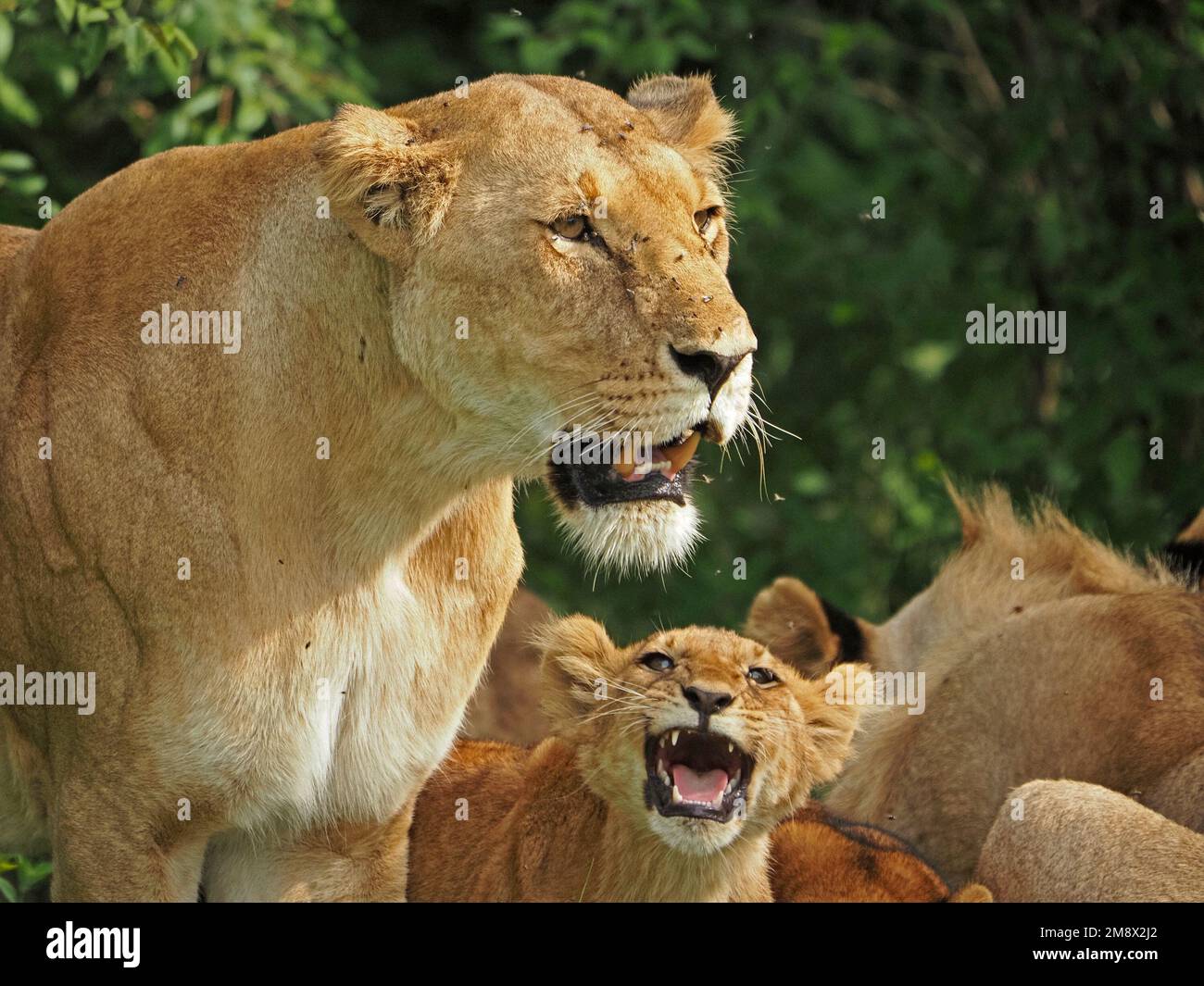 intent mother lioness with 4 four vulnerable small Lion cubs (Panthera ...