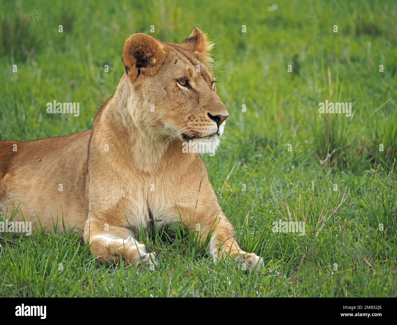 intent mother lioness with 4 four vulnerable small Lion cubs (Panthera ...