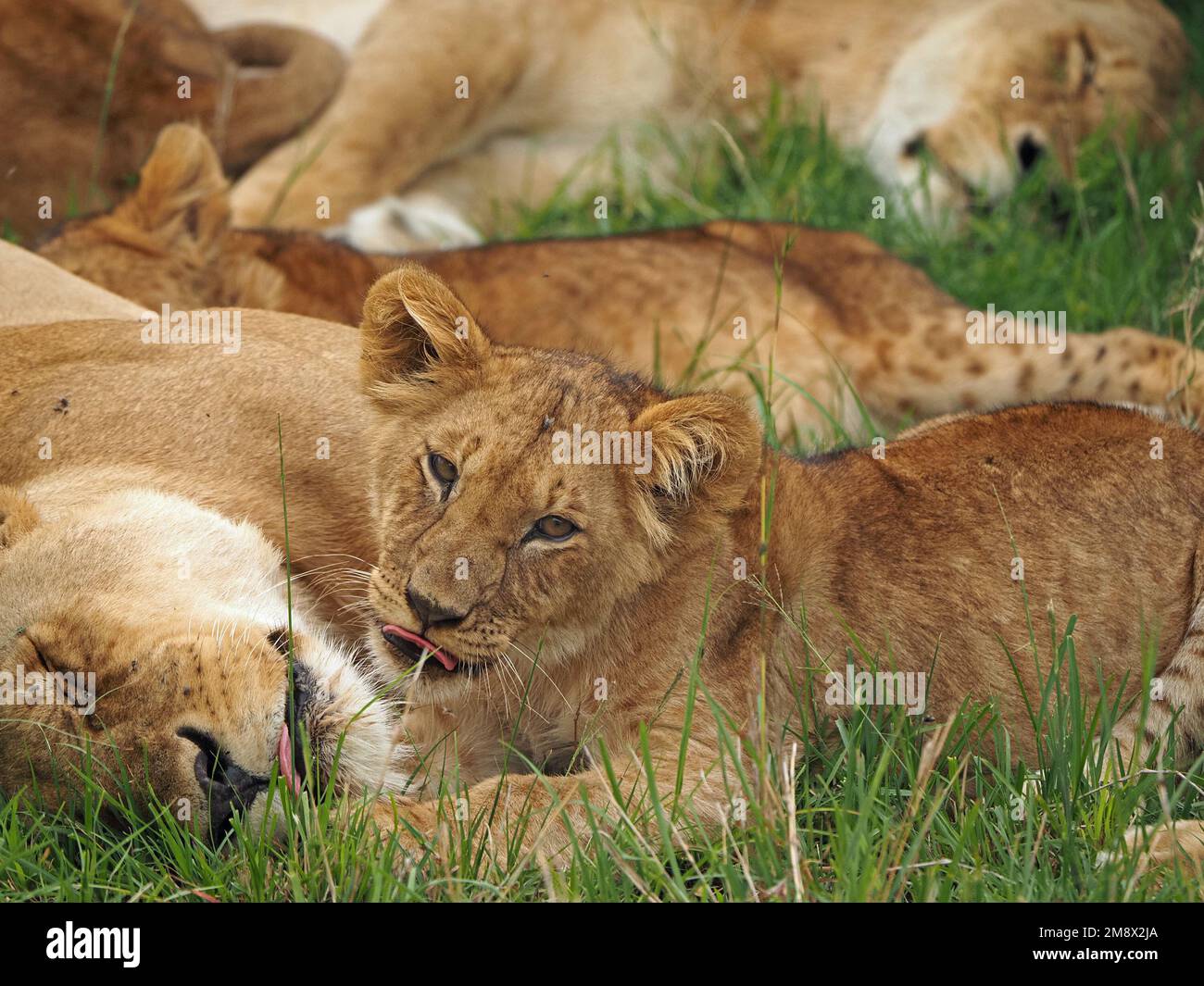 cute small Lion cubs (Panthera leo) in lush green grassland of Masai ...