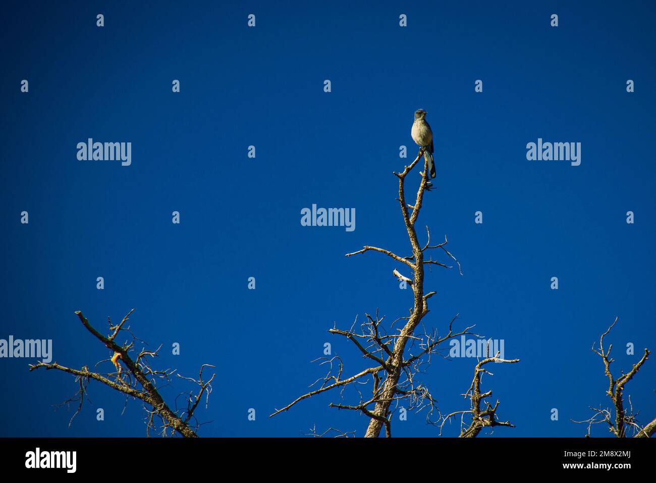 Bird watching in the Sedona area of Arizona, USA. (2011 Stock Photo - Alamy