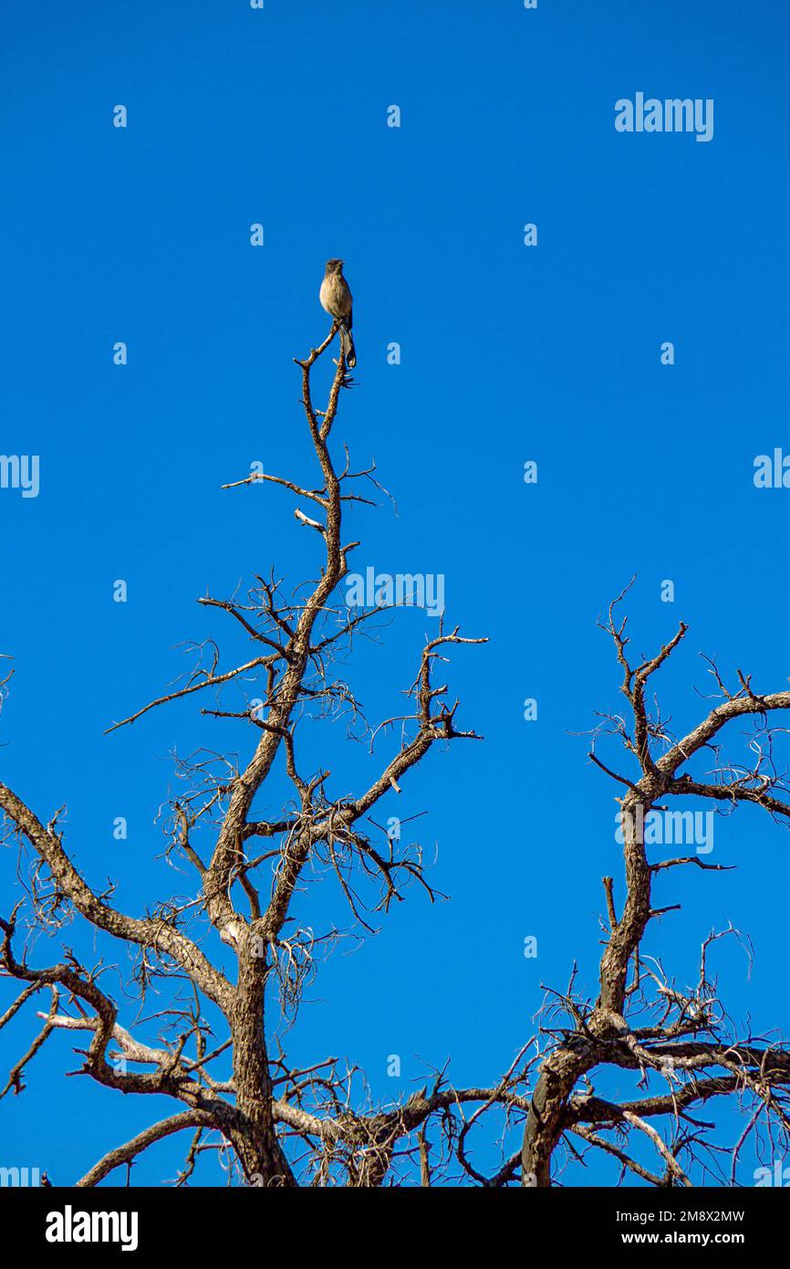 Bird watching in the Sedona area of Arizona, USA. (2011 Stock Photo - Alamy
