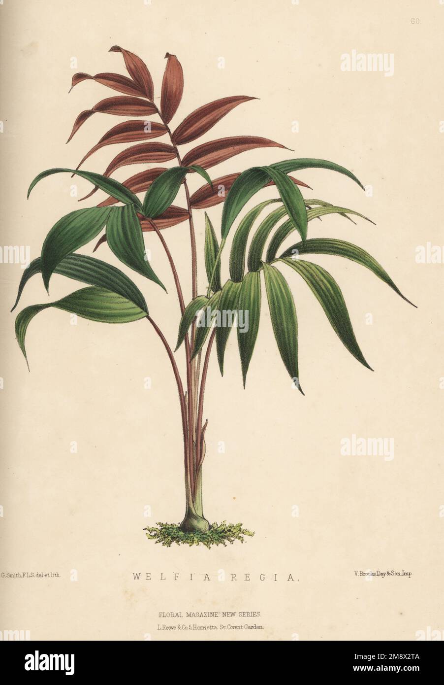 Palm tree, Welfia regia. Specimen provided by nurseryman William Bull ...