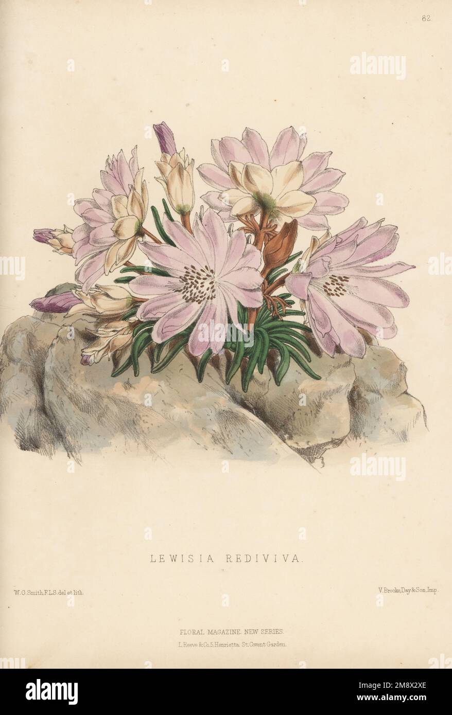 Bitterroot Flower Sketch