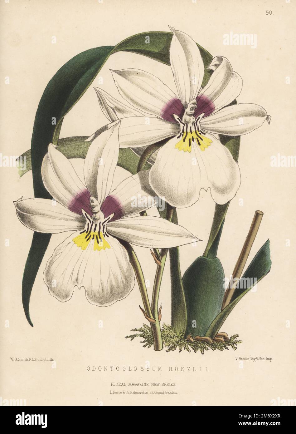 Miltoniopsis roezlii orchid, native to Colombia, Peru, Ecuador and ...