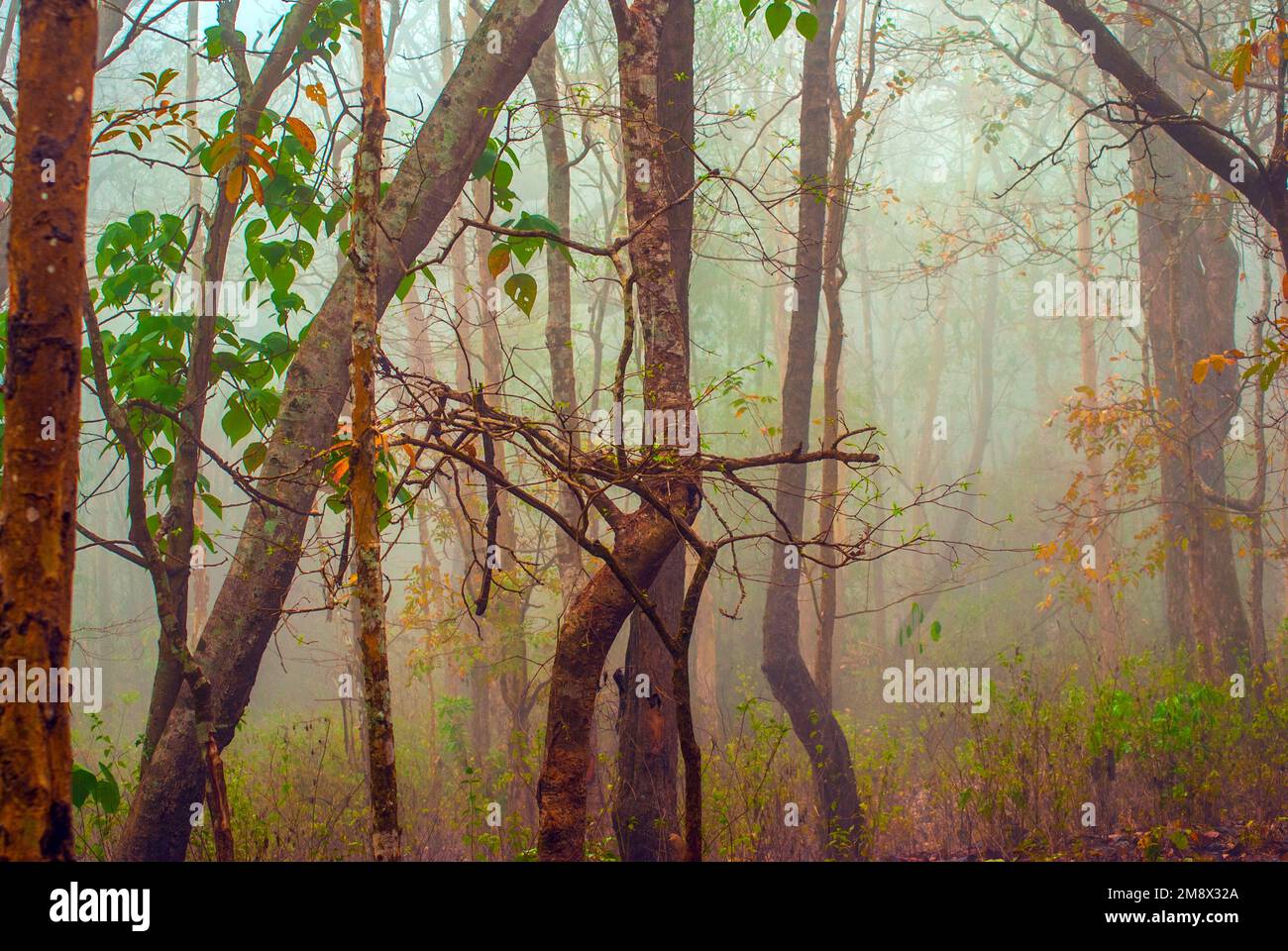 Dandeli Landscape Scenes Stock Photo - Alamy