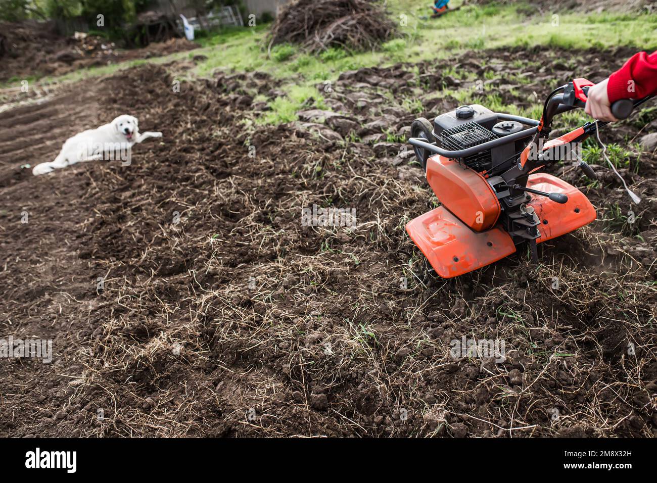 Work on a home farm in the spring. Plowing the field with a cultivator ...