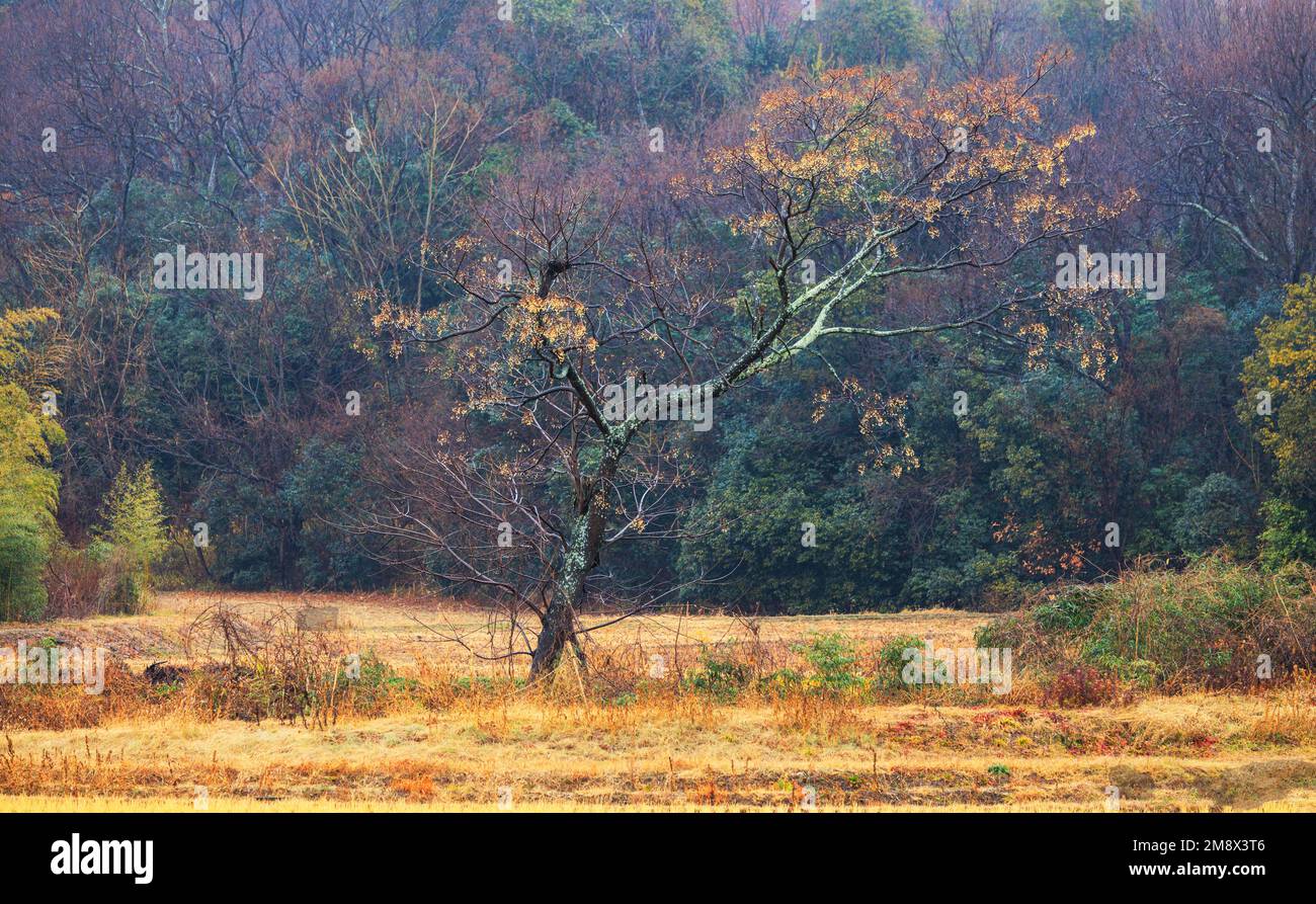 Tree in yellow field in misty autumn landscape Stock Photo - Alamy