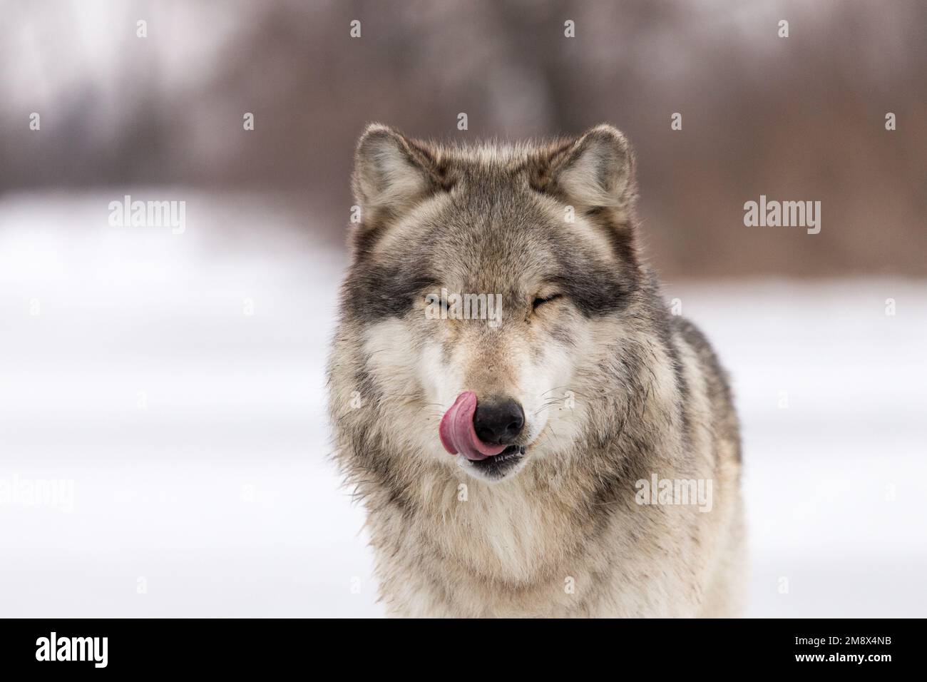 Wolf nose close up hi-res stock photography and images - Alamy