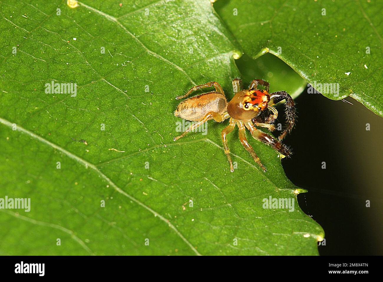 Red-faced jumping spider (Trite mustilina Stock Photo - Alamy