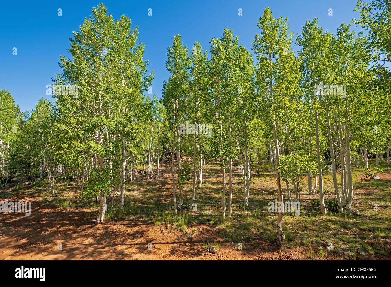 Colorful Quaking Aspen on a Mountain Ridge in Dixie National Forest in ...