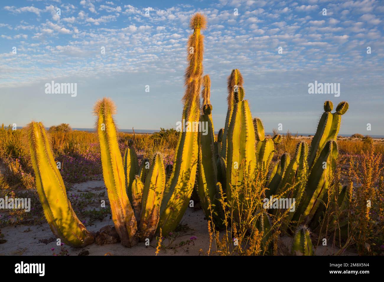 Cactus fields in Mexico, Baja California Stock Photo - Alamy