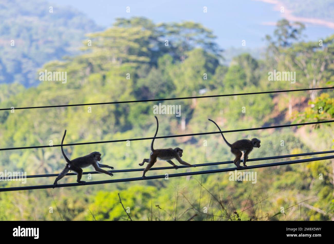 Monkeys walking on wires in Sri Lanka Stock Photo - Alamy