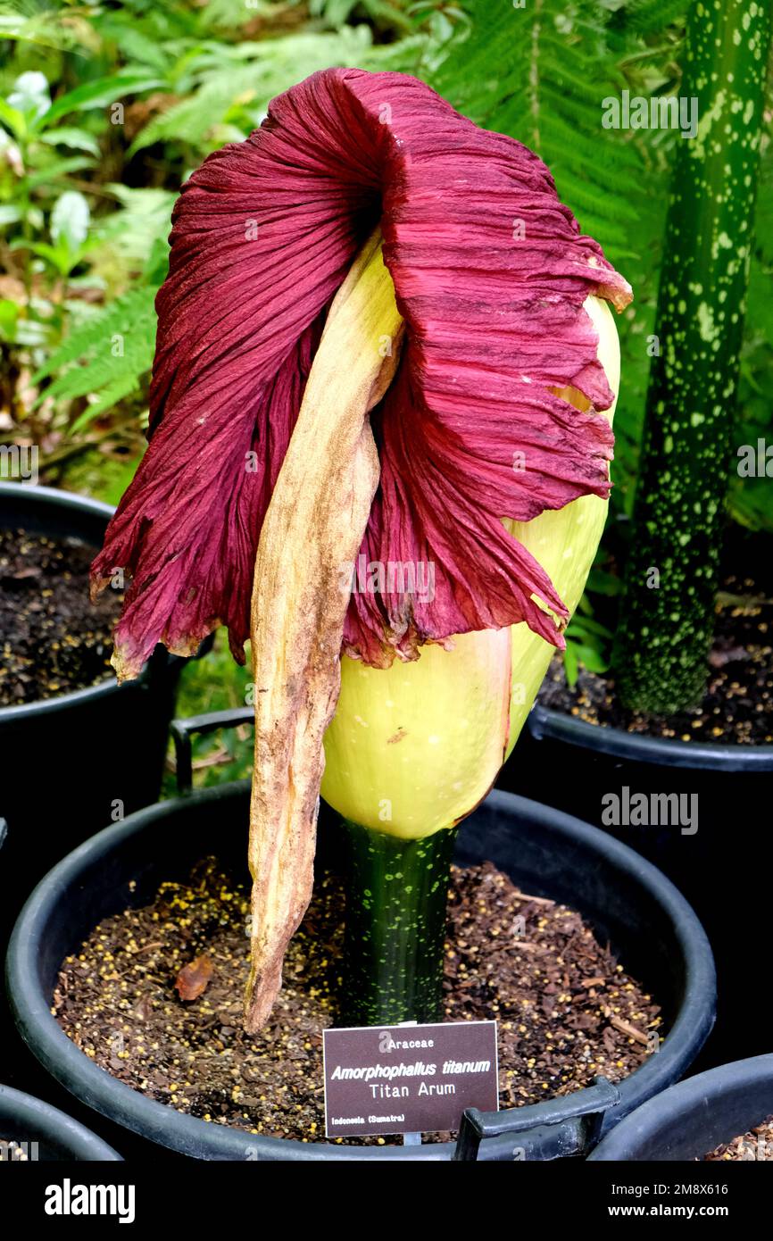 Amorphophallus Titanum Bulb