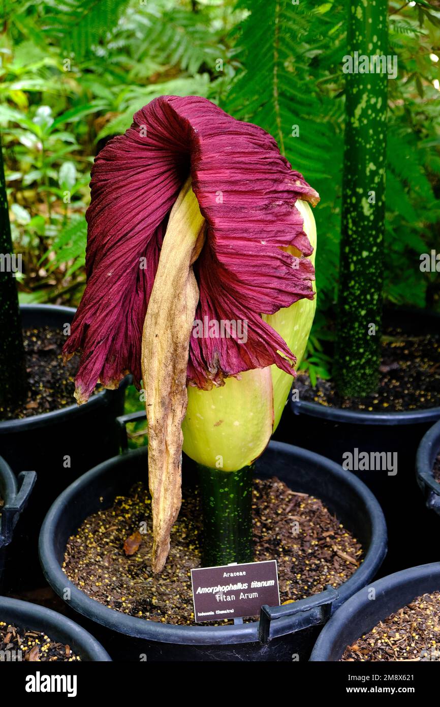 A Titan Arum also known as the Corpse Flower in decline after a rare ...