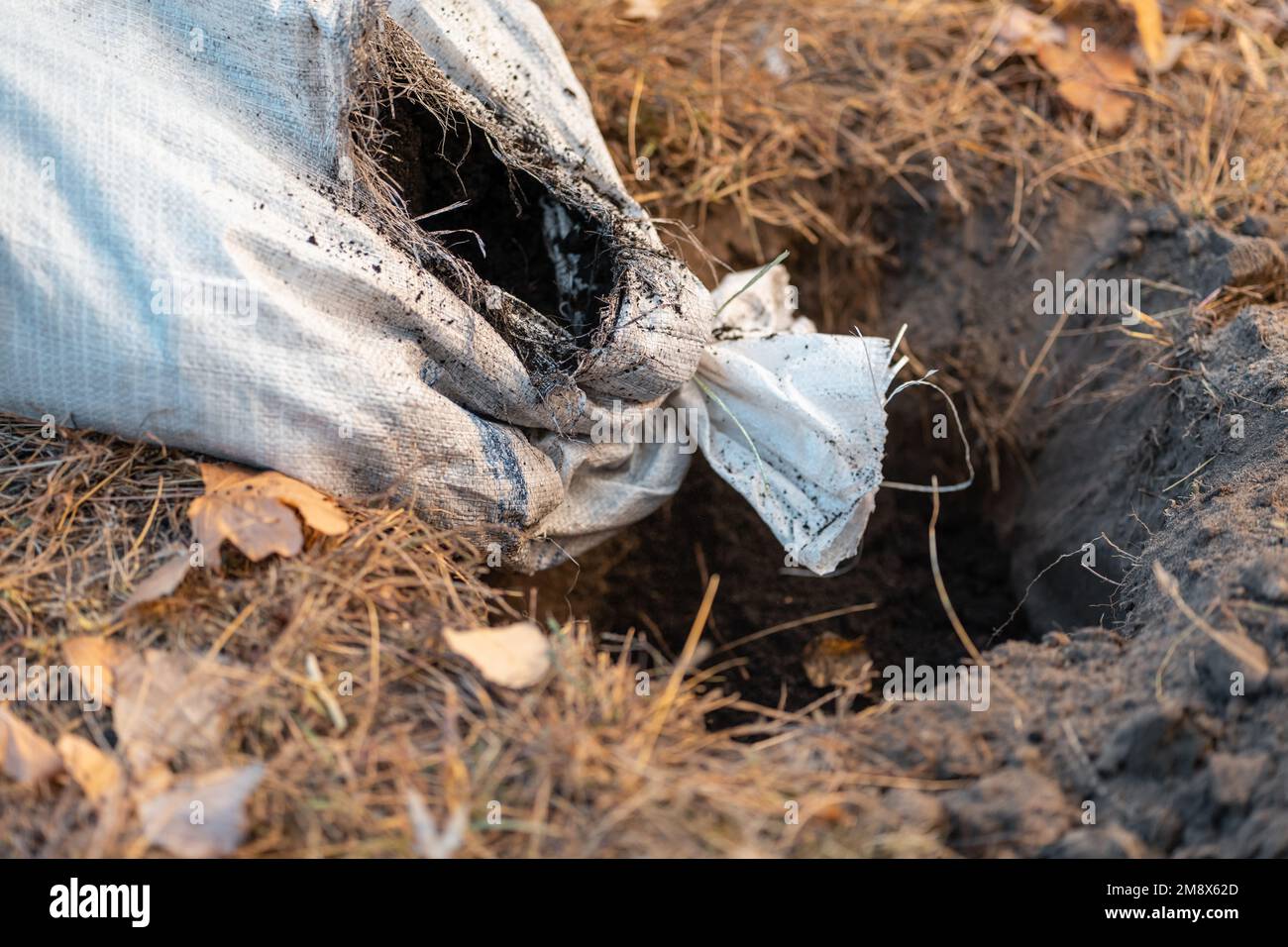 closeup of man hand pouring black soil in hole for planting new trees ...