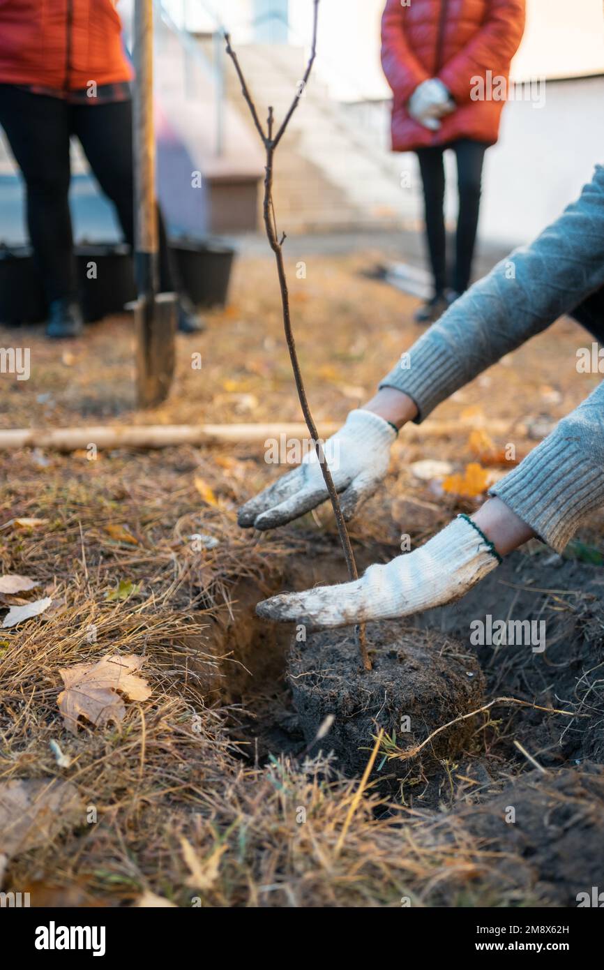 reforestation or volunteer hands in gloves planting new tree in city ...