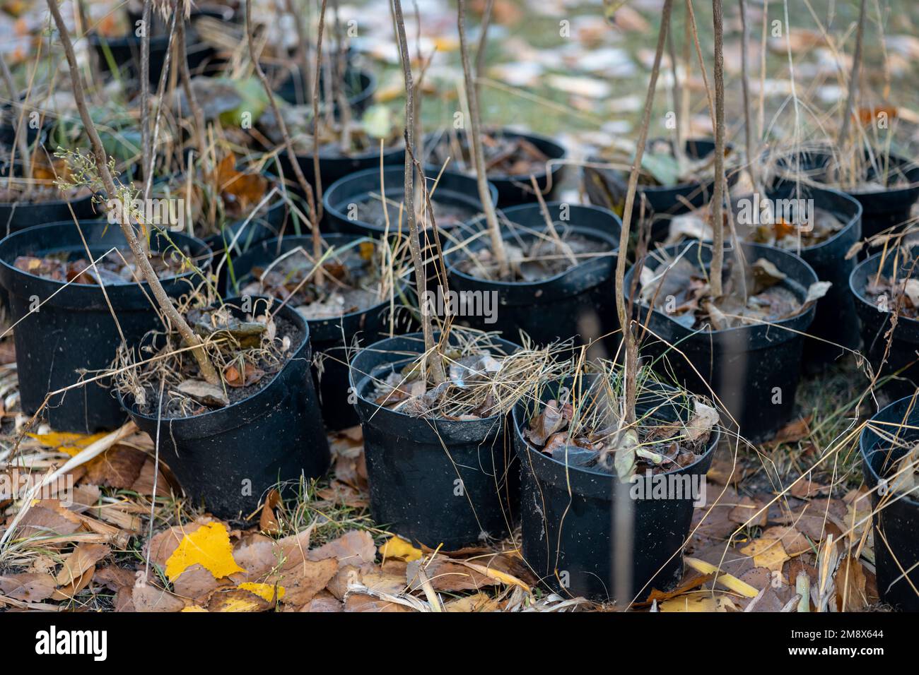 reforestation or set of young trees trunks in pots for planting in fall ...