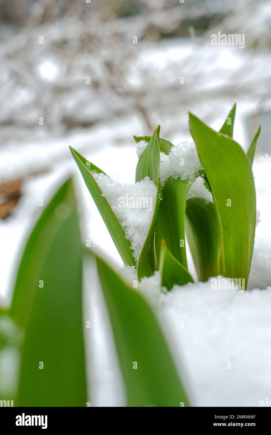 Flowers under the snow.First spring flowers. Spring season.spring ...