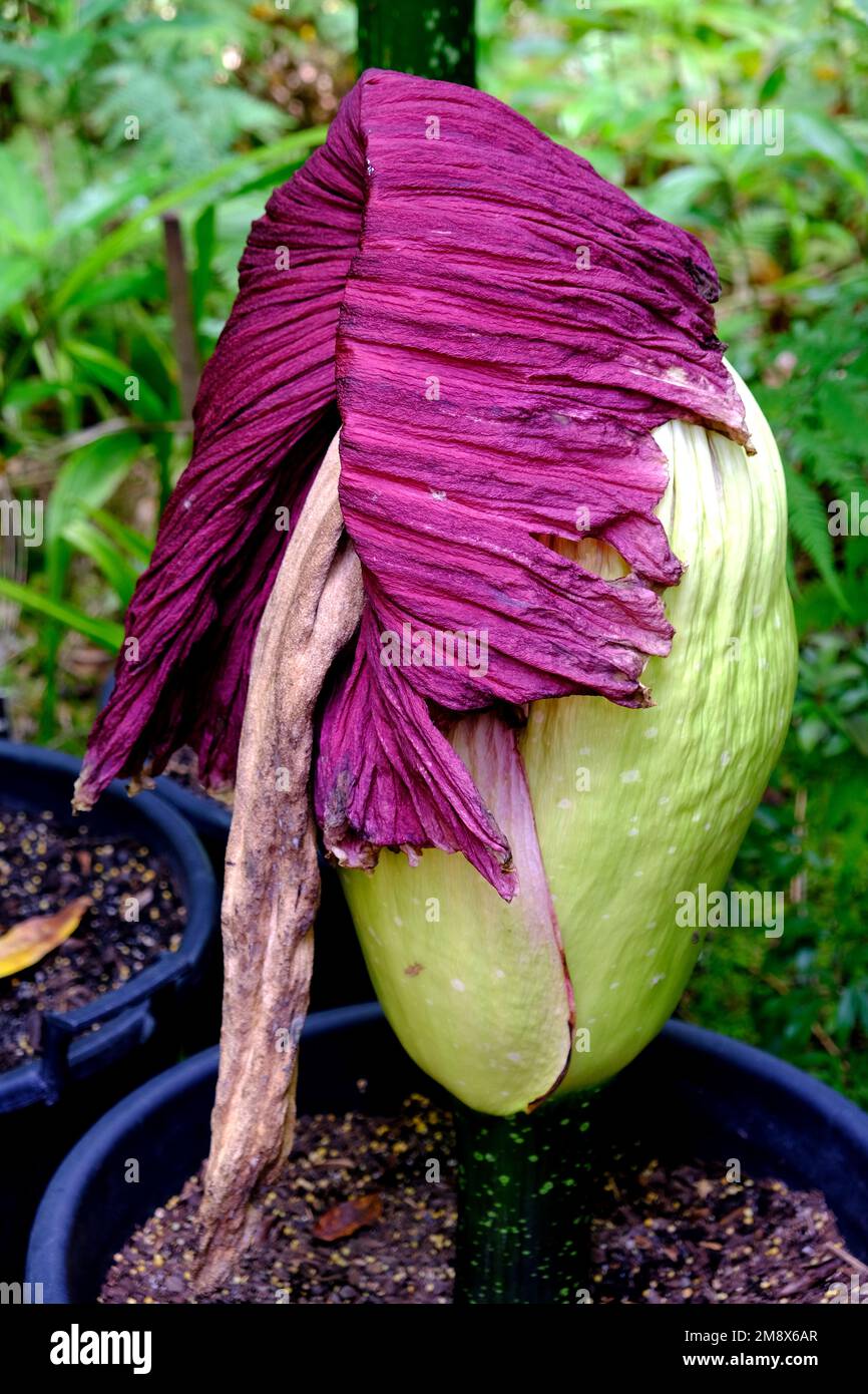 Titan arum corpse flower adelaide botanic gardens australia plan hi-res ...