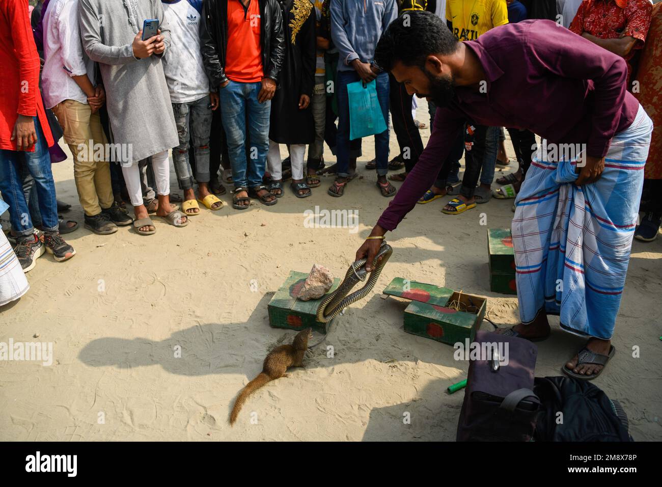 Dhaka, Bangladesh. 15th Jan, 2023. A Bangladeshi snake charmer performs ...